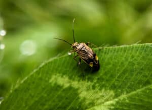 Kissing Bugs Animal Facts - Reduviidae - A-Z Animals