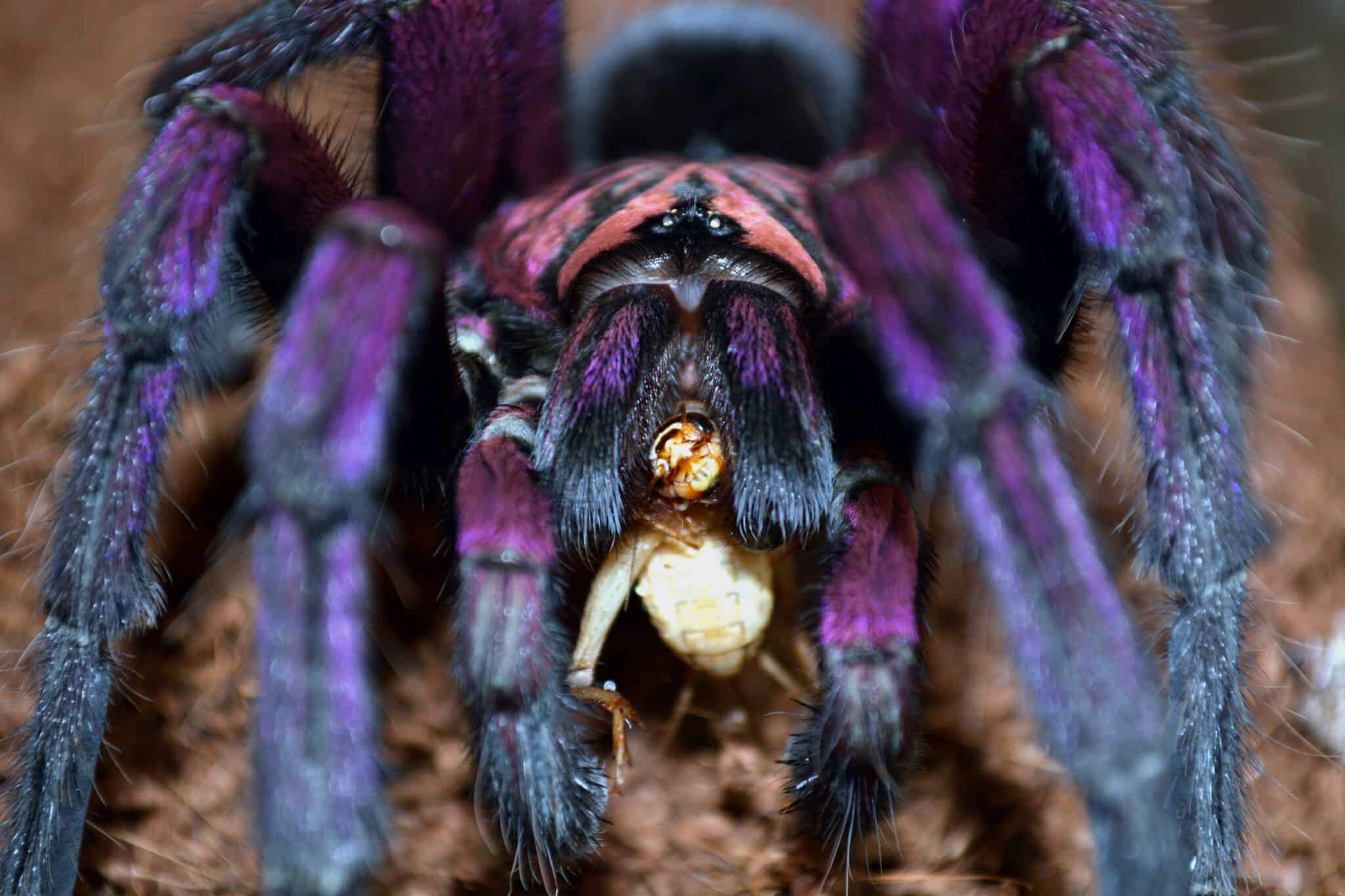 Discover the Top 5 Most Expensive Spiders You Can Buy in 2024 - A-Z Animals