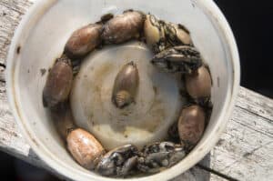 Fishing with Sand Fleas: Do They Make Good Bait? - A-Z Animals