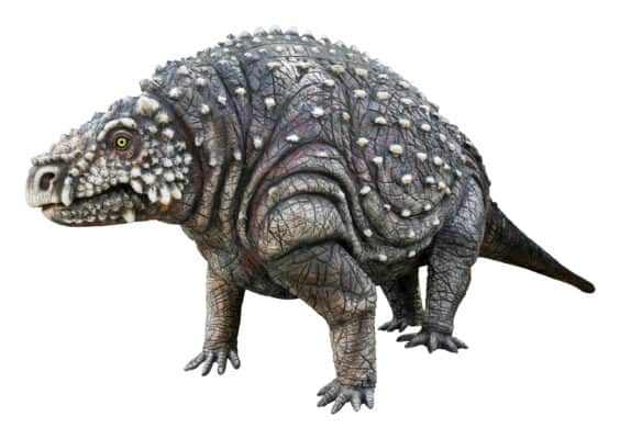 Scutosaurus Animal Facts - Scutosaurus - A-Z Animals