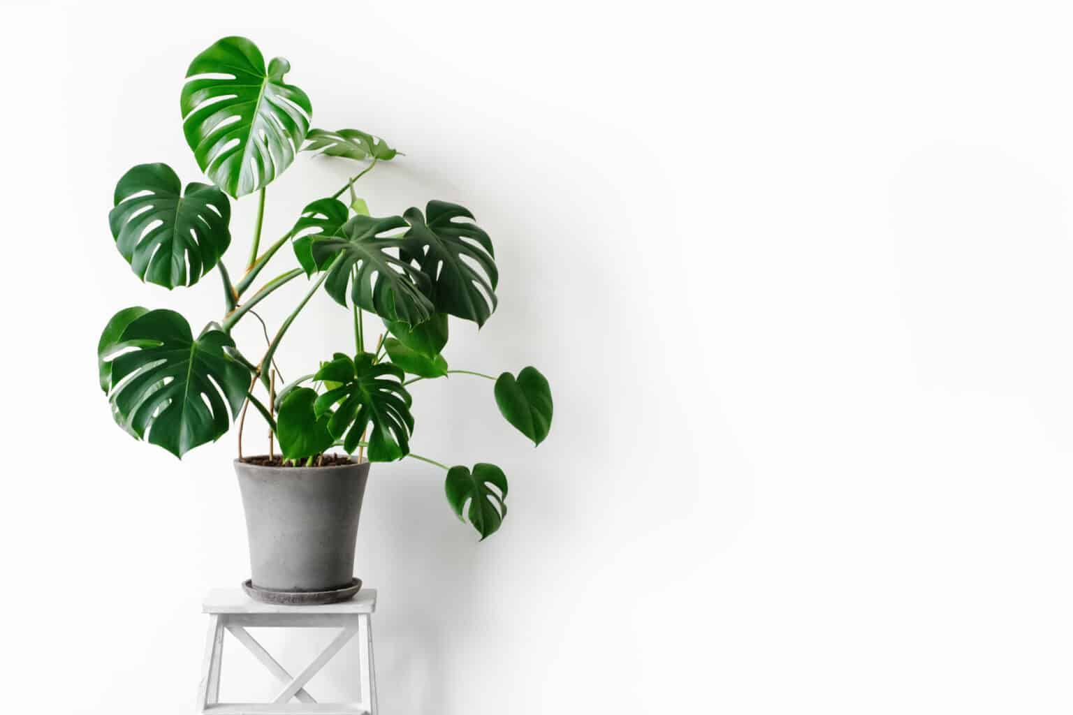 Growing Indoor Monsteras: How to Keep This Houseplant Happy Inside - A ...