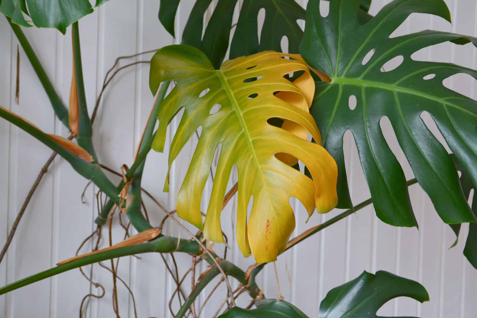 Monstera Plant Care: How to Take Care of Your Monstera Houseplant - A-Z ...