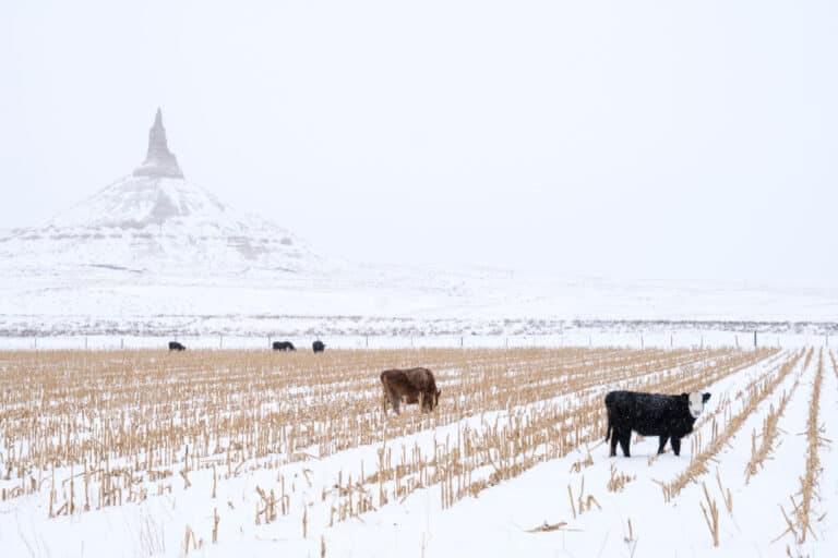 The Top 6 States That Produce the Most Beef and Cattle - A-Z Animals