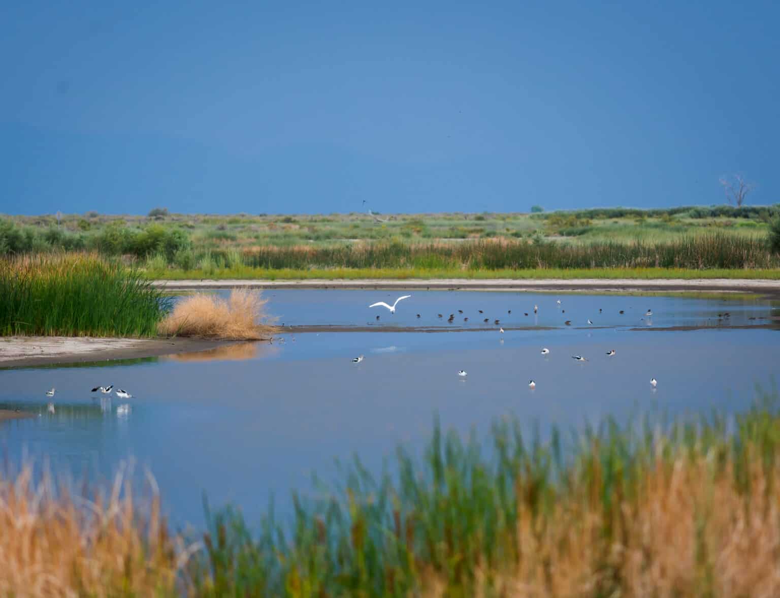 Discover the Importance of Wetlands and 16 Animals You'll See There - A ...