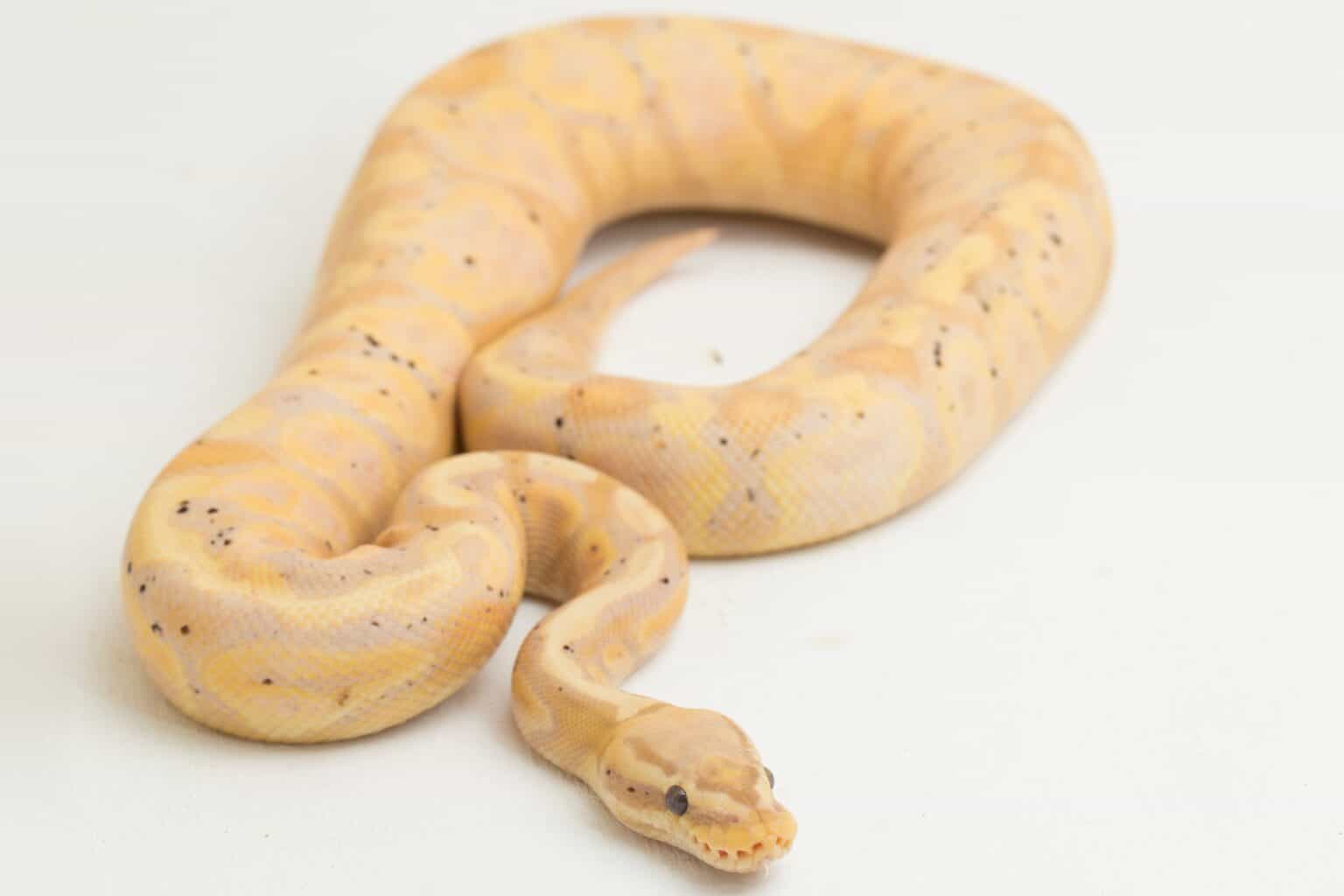 Banana Ball Python Animal Facts - Python regius - A-Z Animals