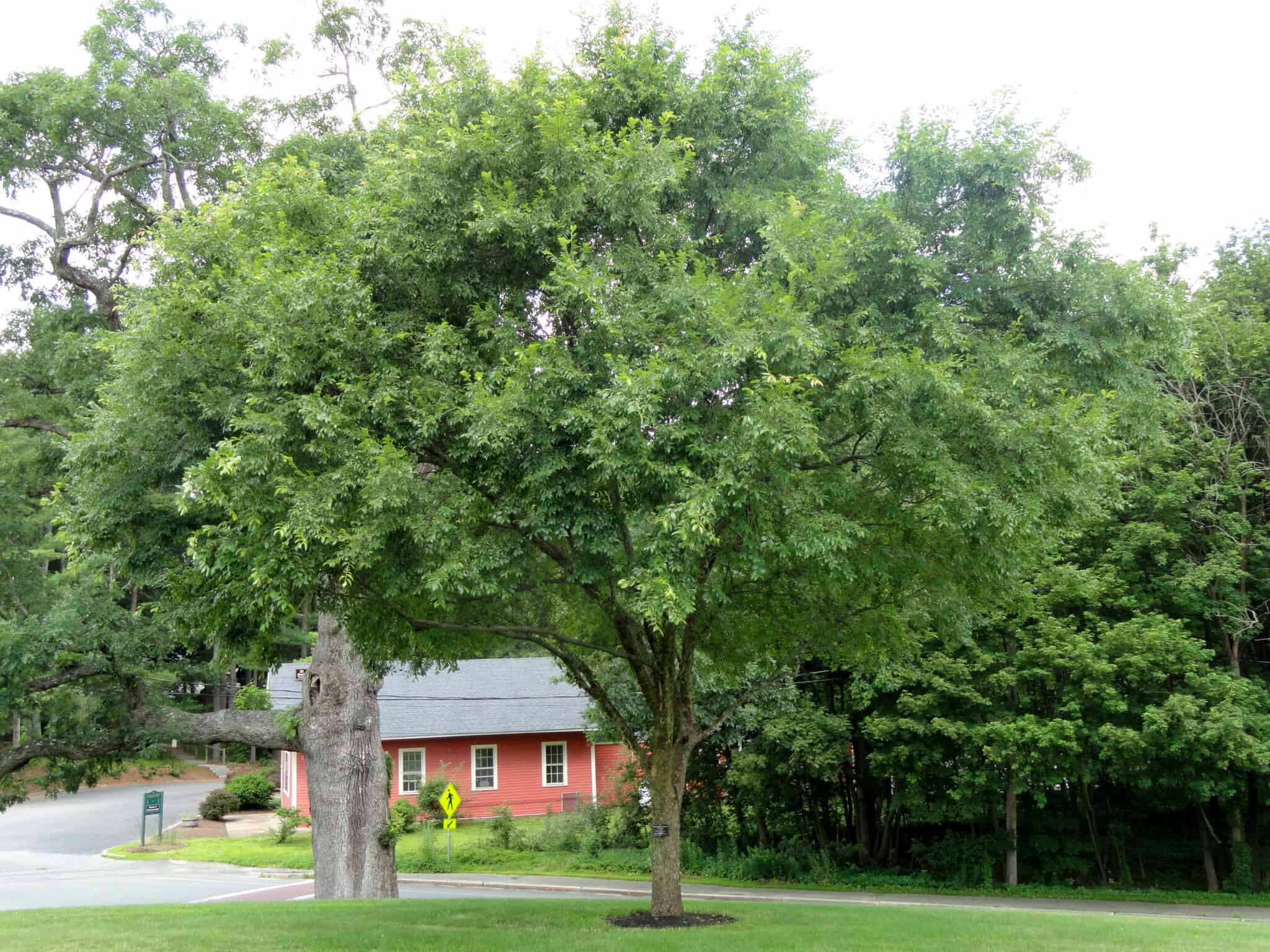 Siberian Elm vs. Chinese Elm: What's the Difference? - A-Z Animals