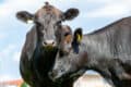 Yes, Cows Really Do Have Besties - A-Z Animals
