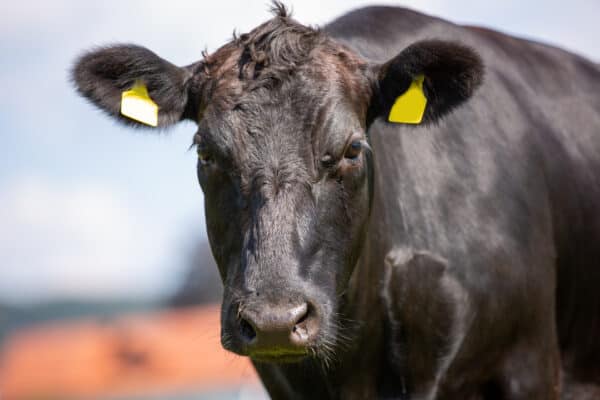 What Do Wagyu Cows Eat? 15+ Foods They Consume - A-Z Animals