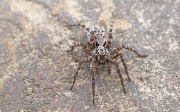 Alaska’s 2 Most Dangerous Spiders and How to Spot Them
