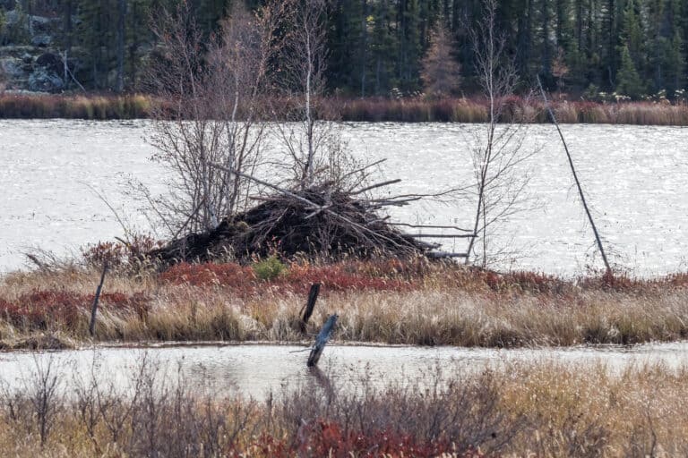 How Beavers Build Dams That Withstand Floods and Storms - A-Z Animals