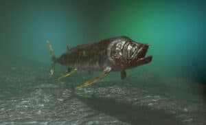 Xiphactinus Animal Facts - Xiphactinus audax - A-Z Animals