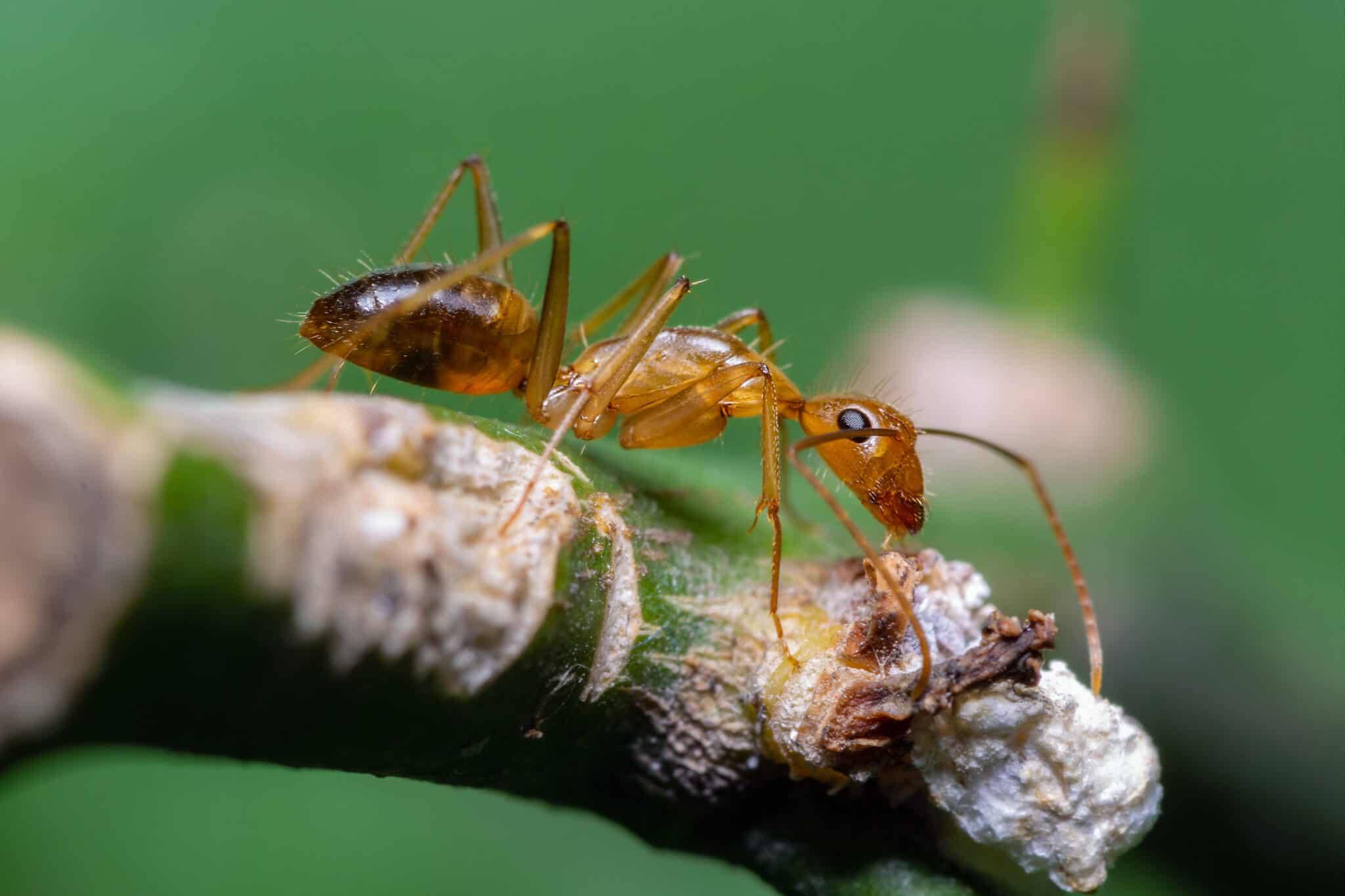 Yellow Crazy Ant Animal Facts - Anoplolepis gracilipes - A-Z Animals