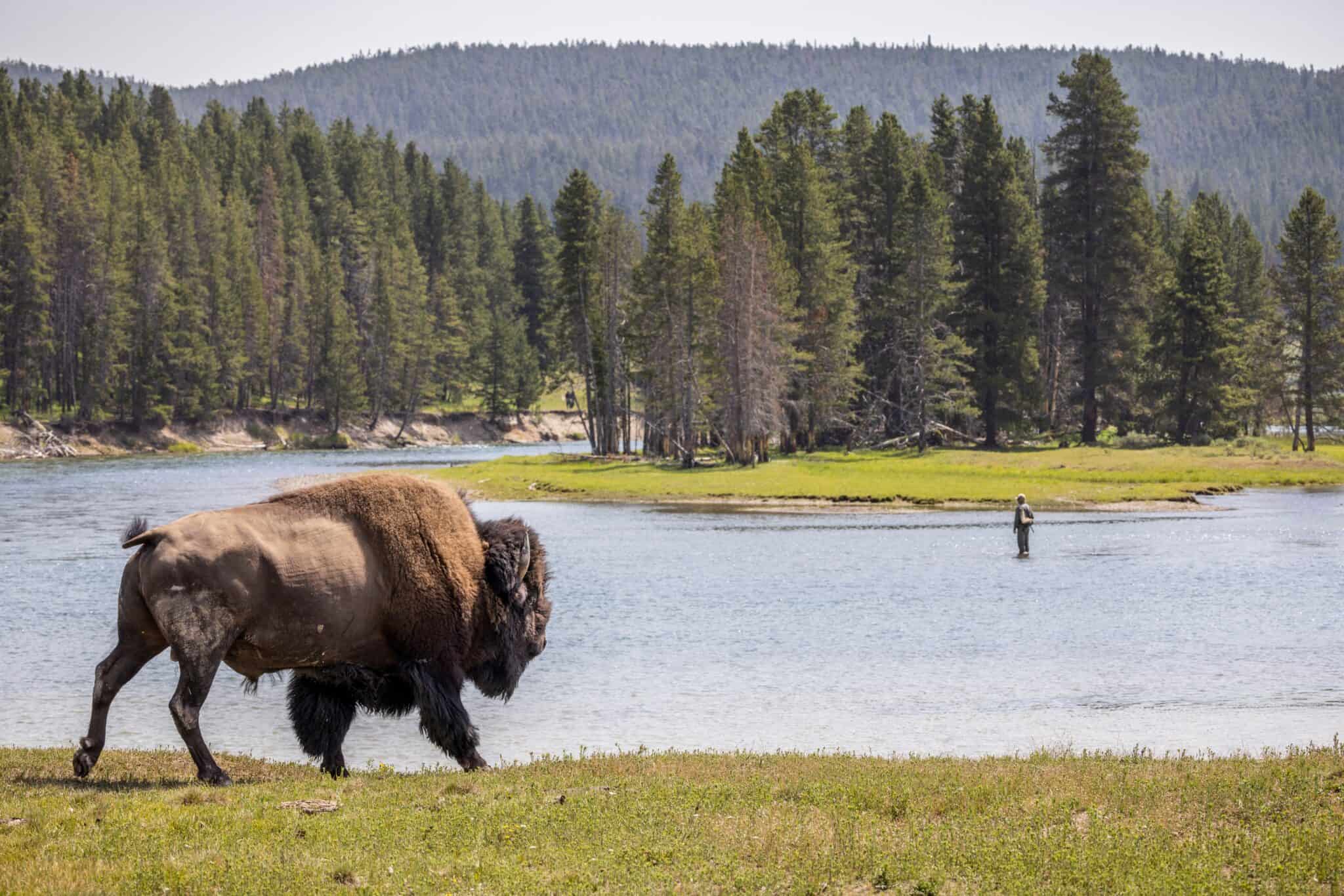 Discover One of the Oldest and Largest Bison Herds in the U.S. - A-Z ...