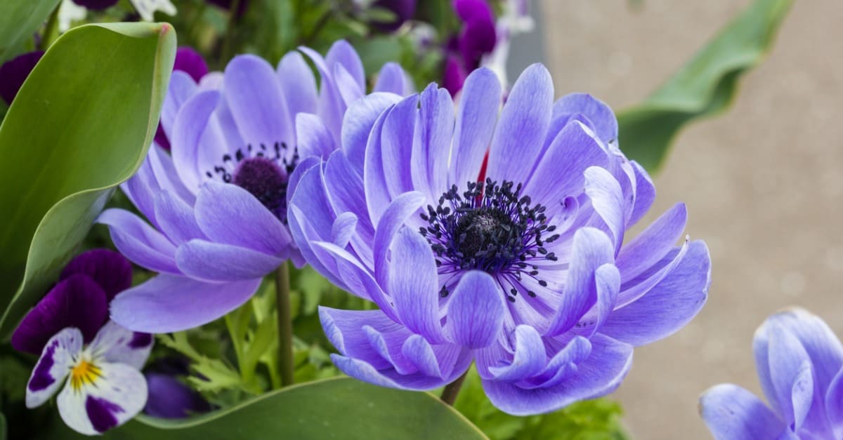 Anemone vs. Poppy: What is the Difference? - A-Z Animals