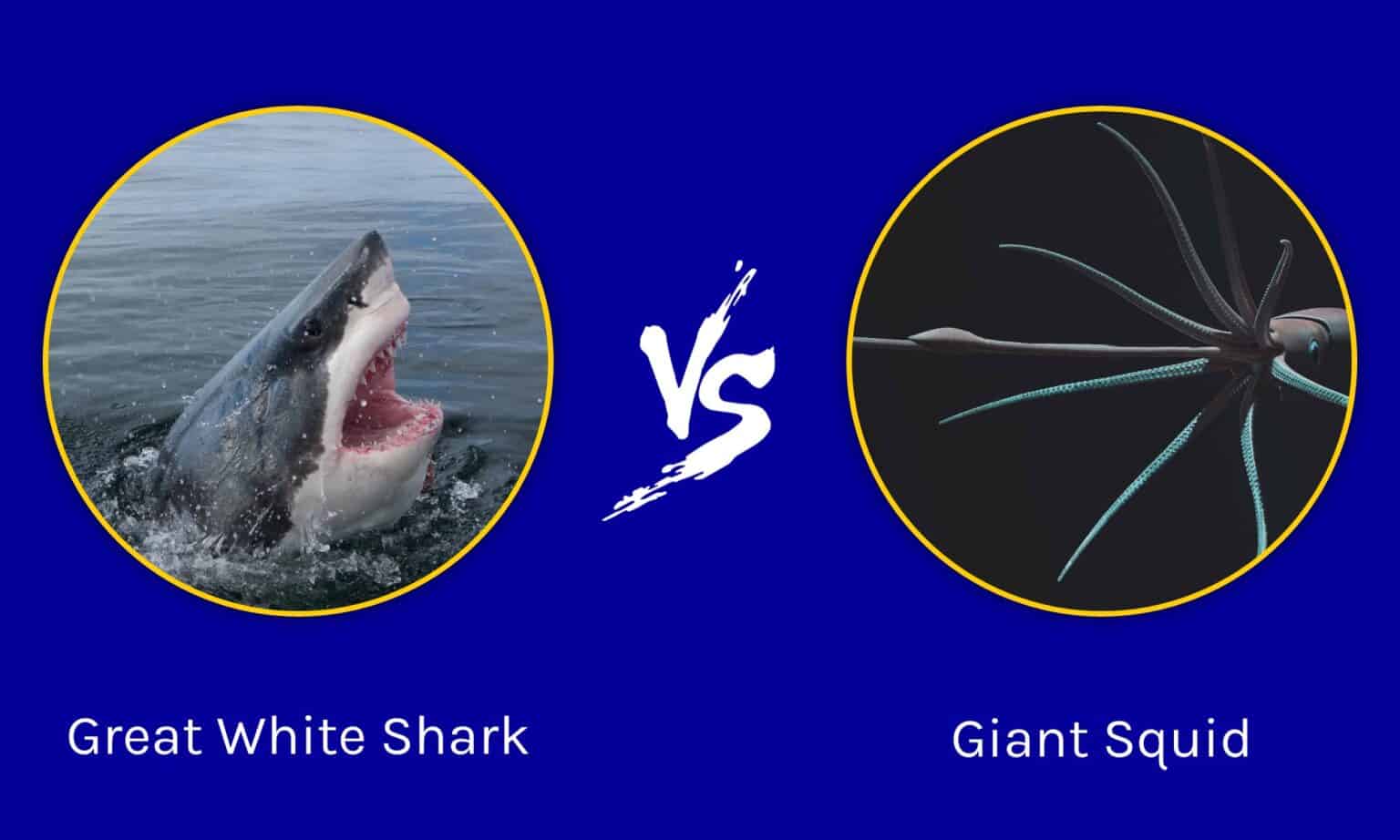 Great White Shark vs Giant Squid: Which Ocean Behemoth Is More Formidable? - A-Z Animals