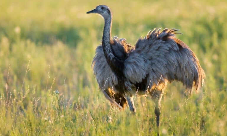 Rhea Animal Facts - Rhea - A-Z Animals