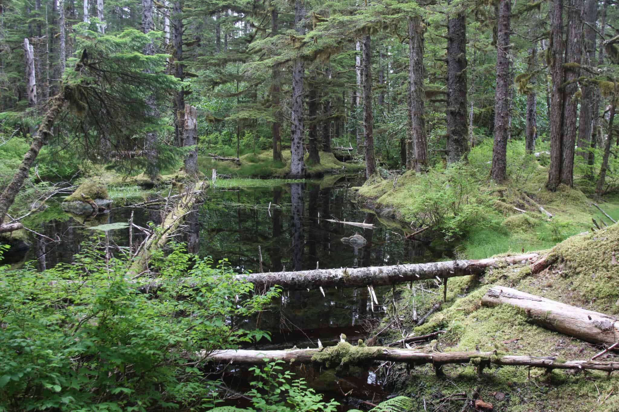 The Largest Forest in the United States - A-Z Animals