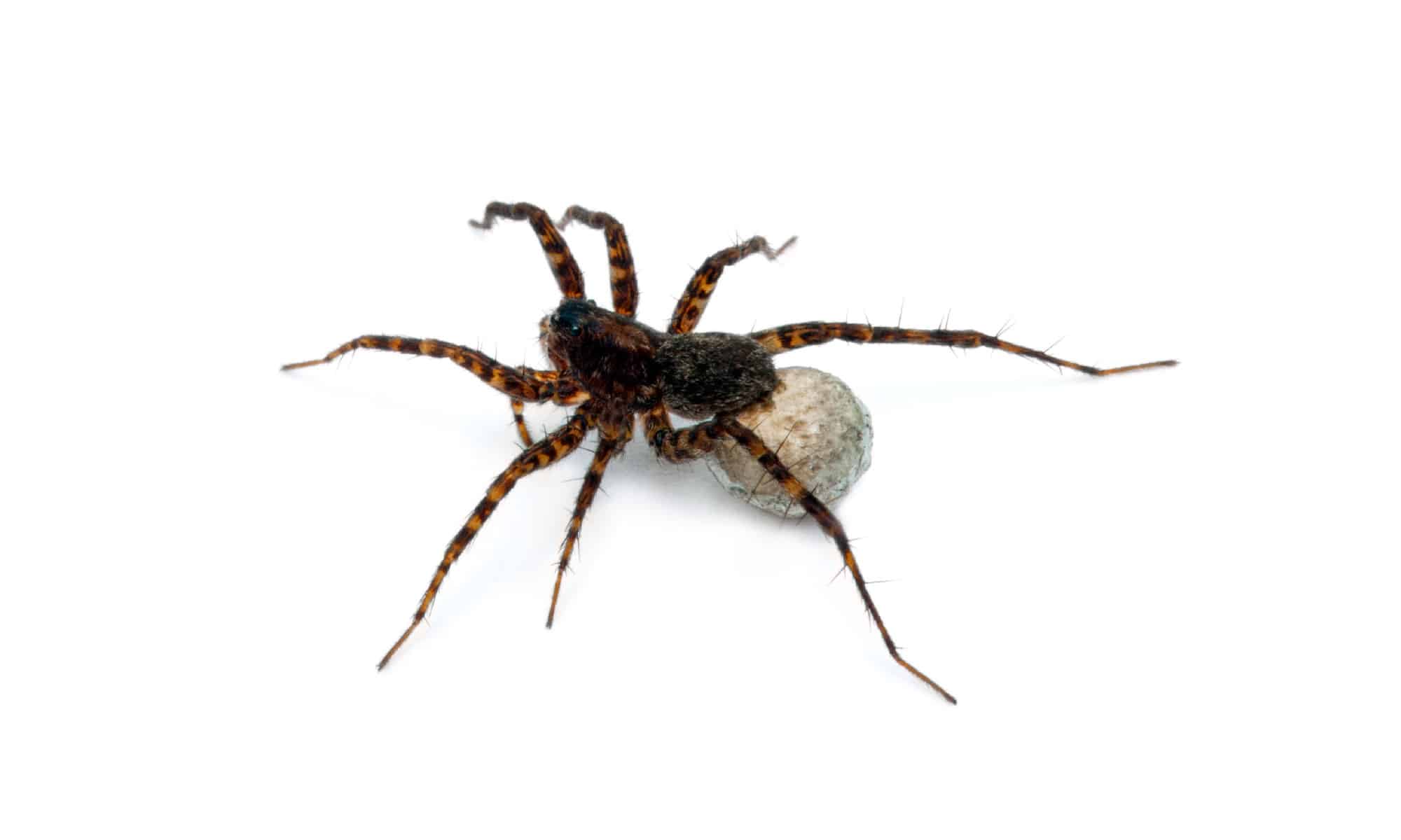 Discover 10 Types of Wolf Spiders - A-Z Animals