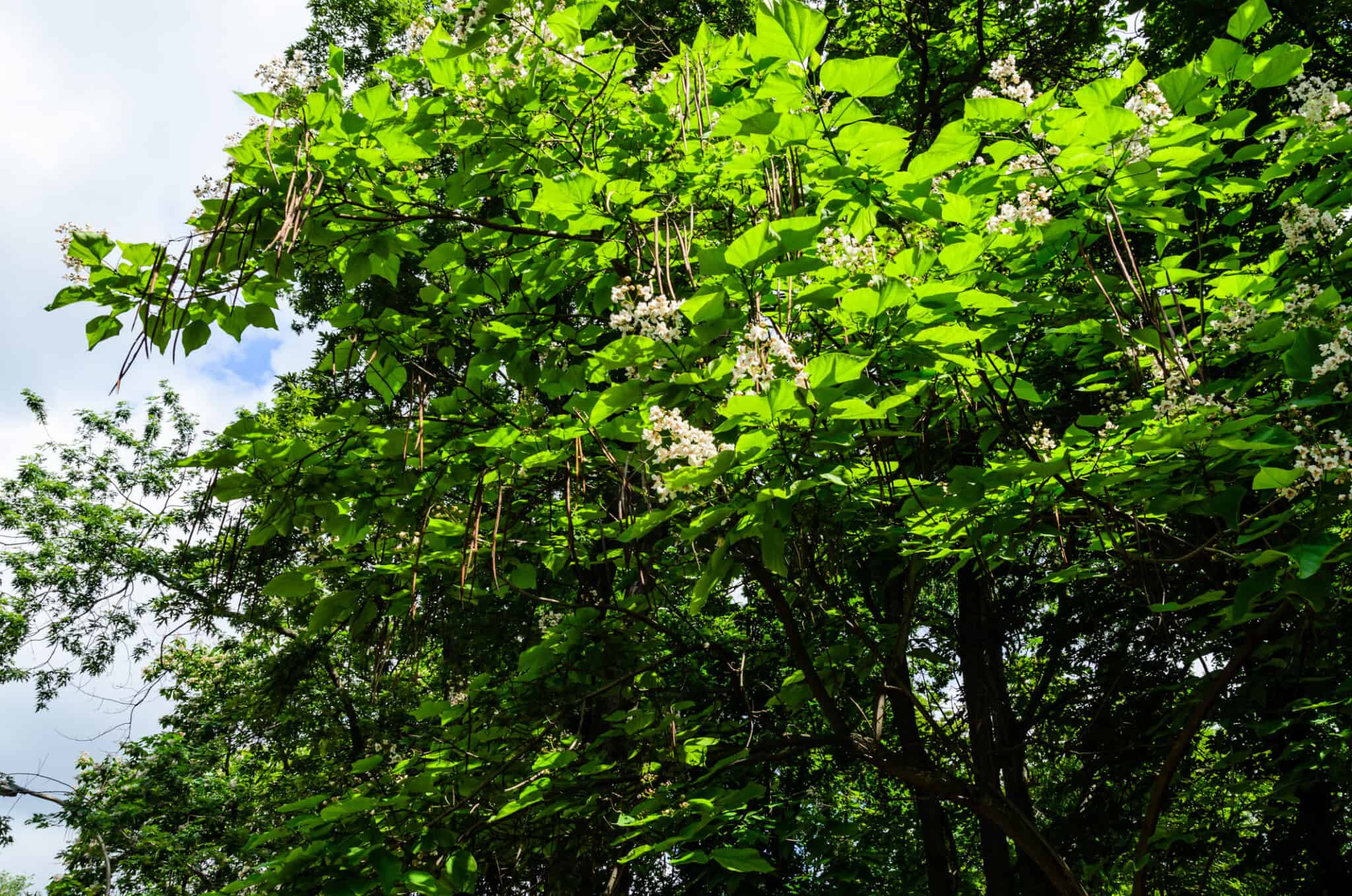 Northern Catalpa vs. Southern Catalpa - A-Z Animals