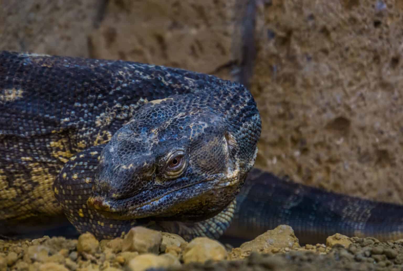 The Largest Lizards in the World - A-Z Animals