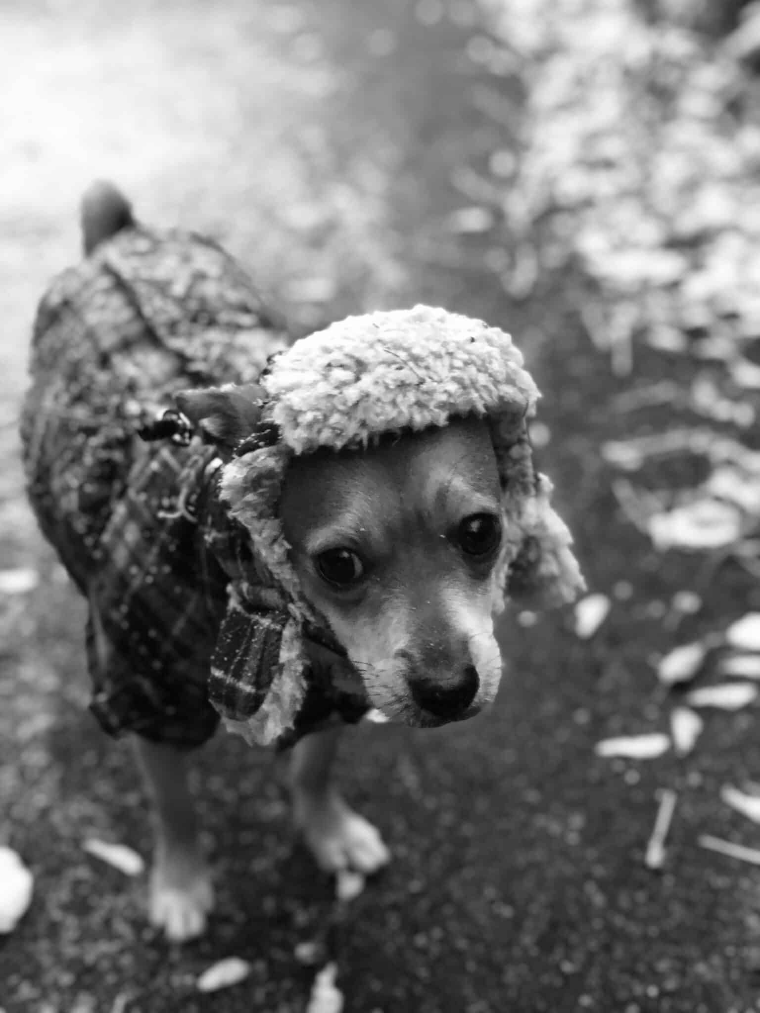 Jack-Chi Animal Facts - Canis lupus familiaris - A-Z Animals