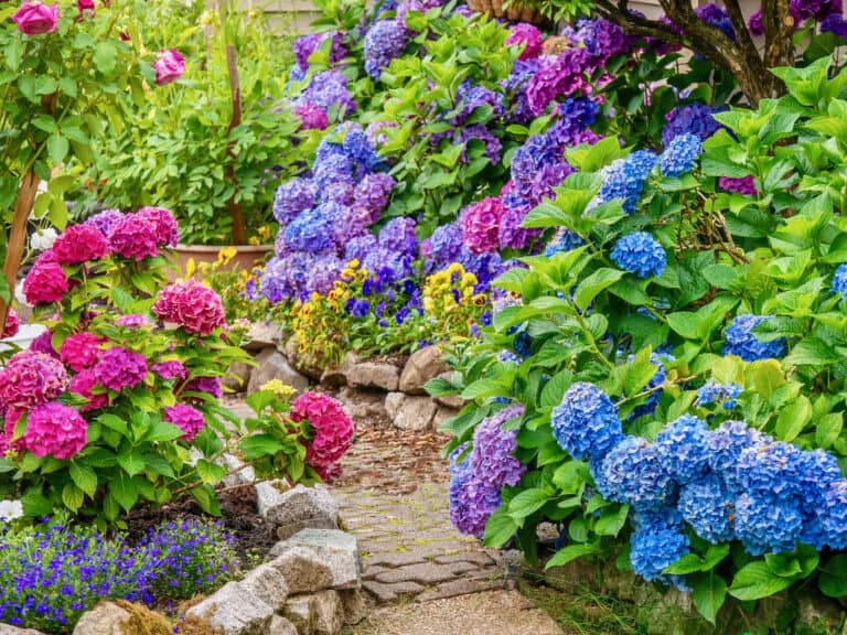 25 Fun and Interesting Facts About Hydrangeas - A-Z Animals
