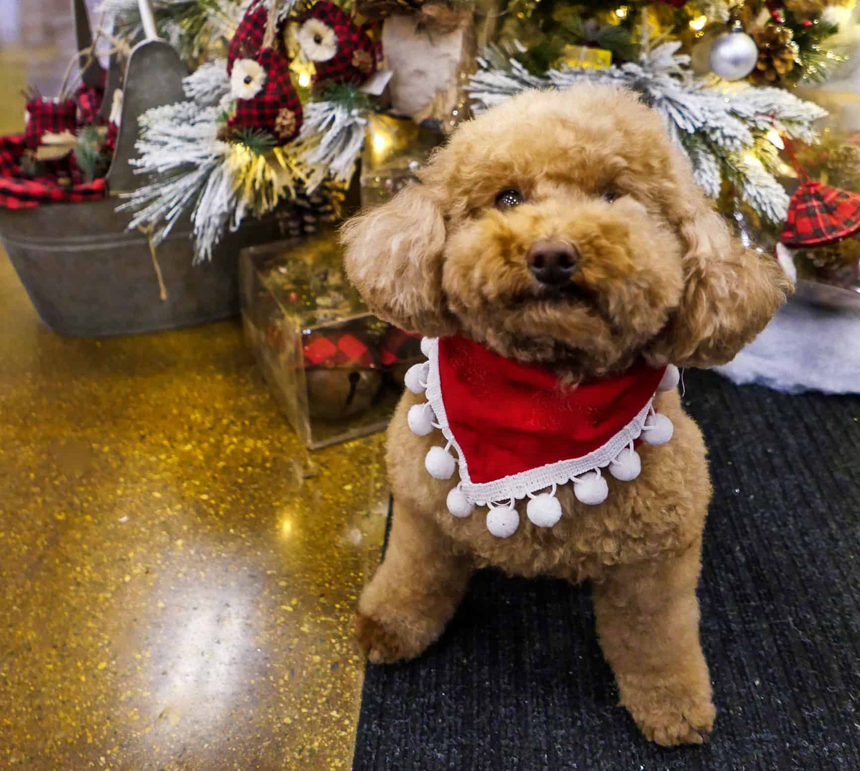 The 6 Best Pet-Friendly Events in Chicago - A-Z Animals