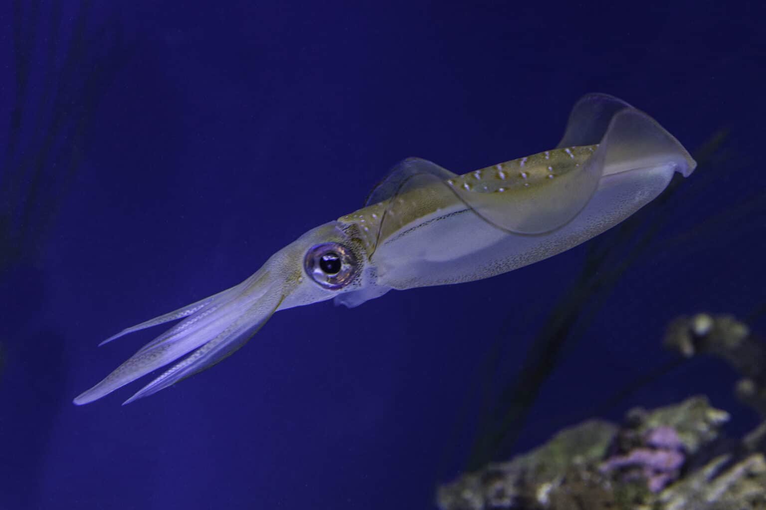 Bigfin Reef Squid Fish Facts - Sepioteuthis lessoniana - A-Z Animals