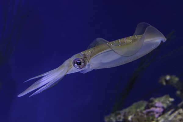 What Do Squid Eat? Inside the Hunting Tactics of Ocean Predators - A-Z ...