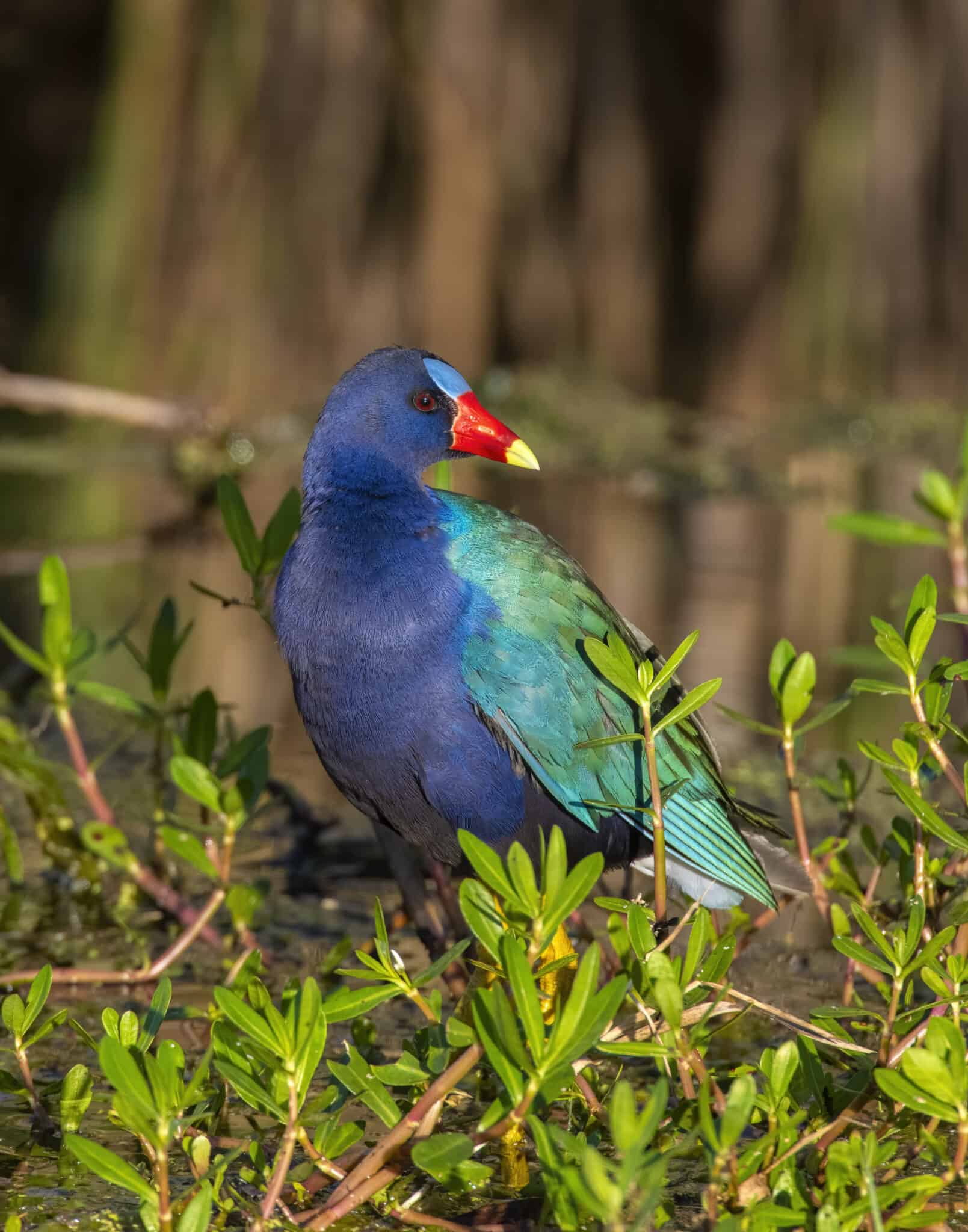 Purple Gallinule Bird Facts - Porphyrio martinicus - A-Z Animals
