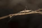 4 Loud Bugs That Make Noise at Night - A-Z Animals