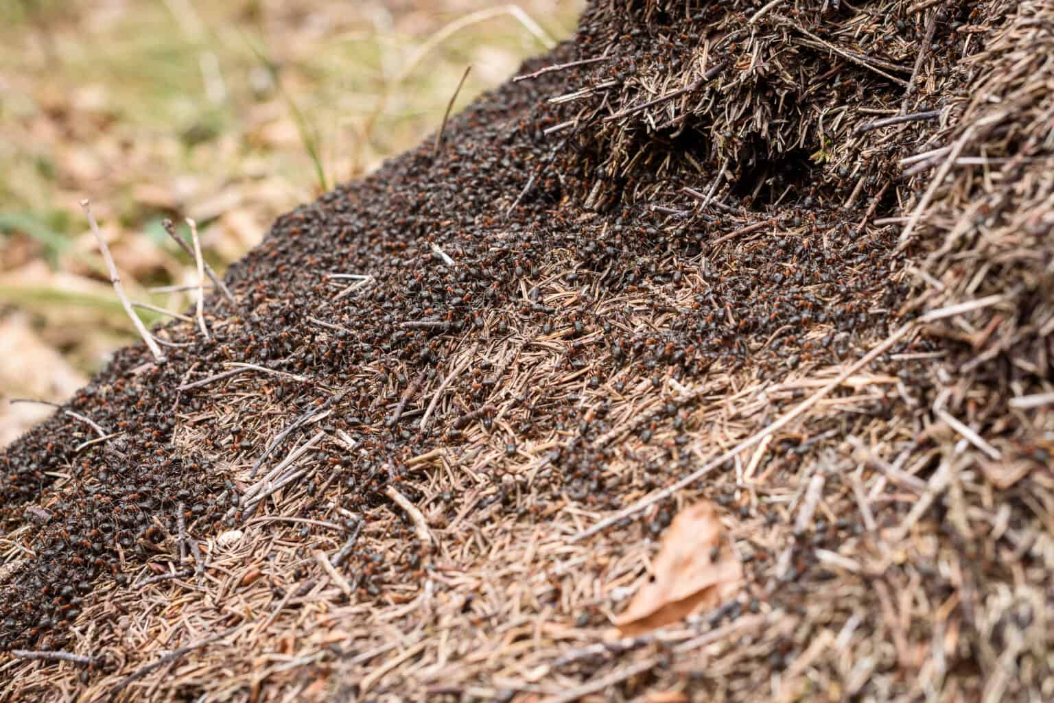 Earth’s Largest Ant Network: A Supercolony Revealed - A-Z Animals