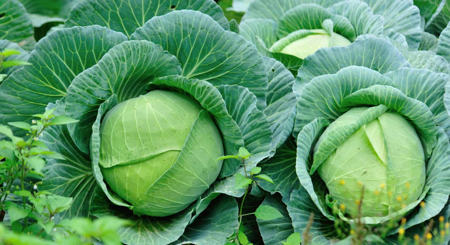 How to Grow Cabbage: Your Complete Guide - A-Z Animals