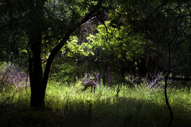 Black Deer: How Rare Are Melanistic Deer and What Causes It? - A-Z Animals