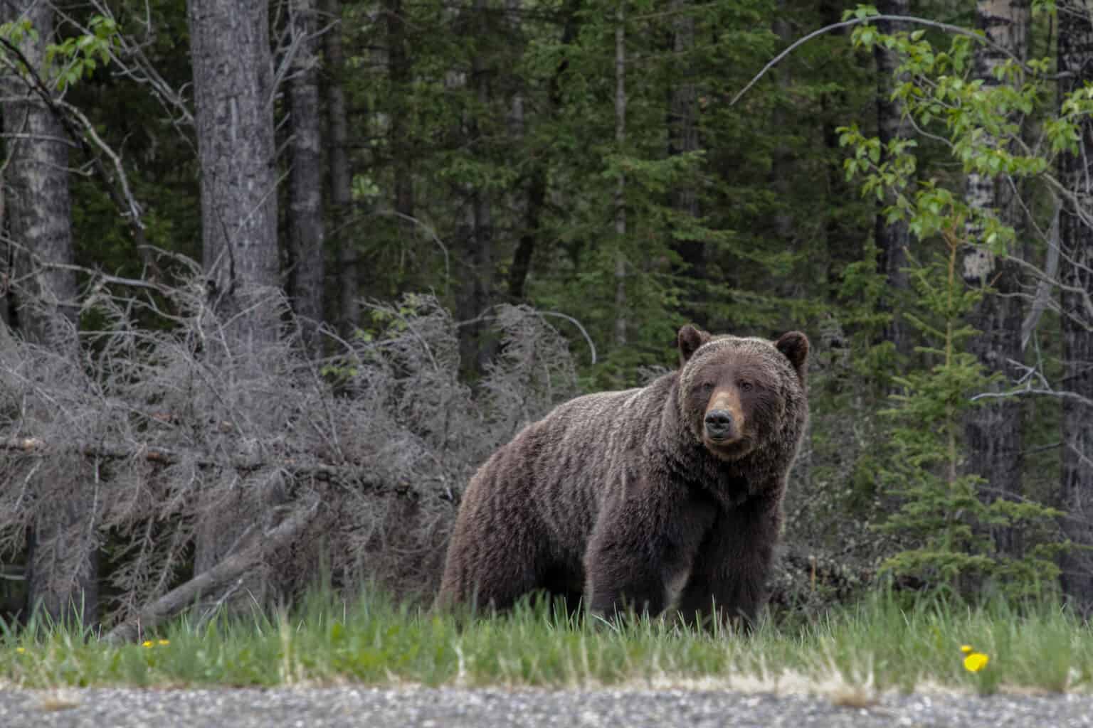 How Many Grizzly Bears Live in Canada? - A-Z Animals