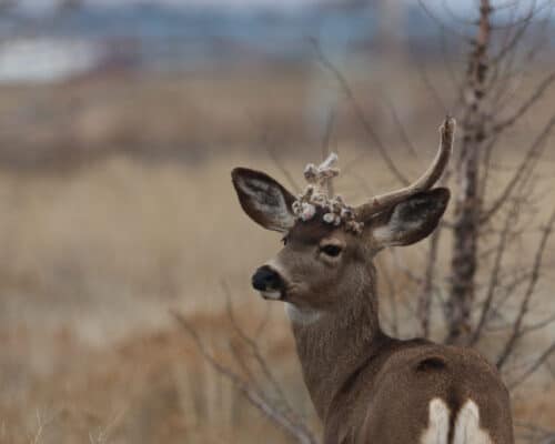10 Types of Deer Disease You Should Be Aware Of - A-Z Animals