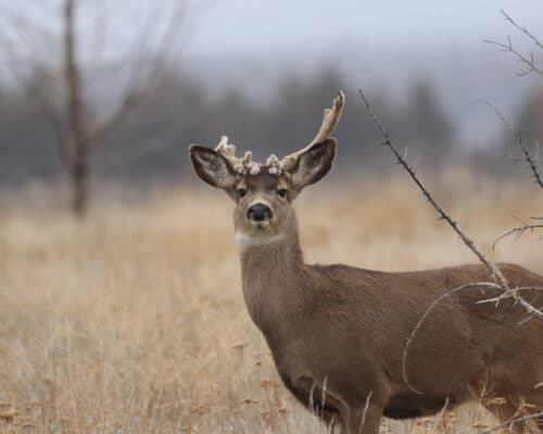 Why Hemorrhagic Disease Is Spreading Among Missouri Deer This Season ...