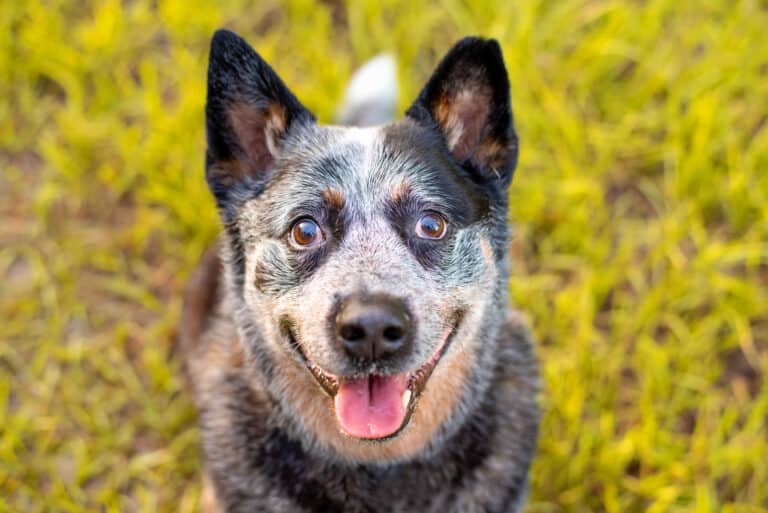 What Kind of Dog Is Bluey? Breed Information, Pictures, and Facts - A-Z ...