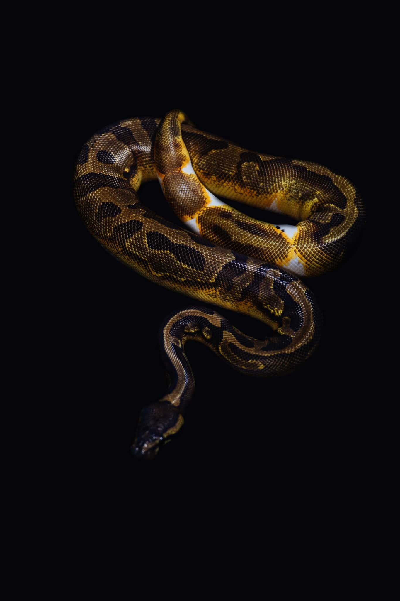 Enchi Ball Python Animal Facts - Python regius - A-Z Animals