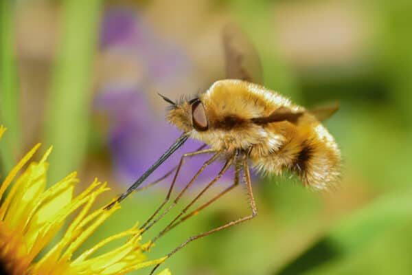 Discover 9 Bugs and Flies That Look Like Bees - A-Z Animals