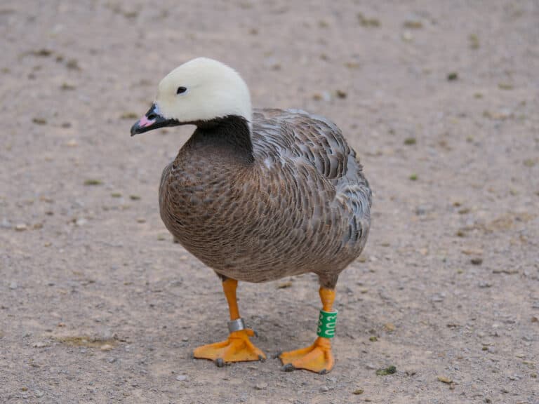 Emperor Goose Animal Facts - Anser canagicus - A-Z Animals