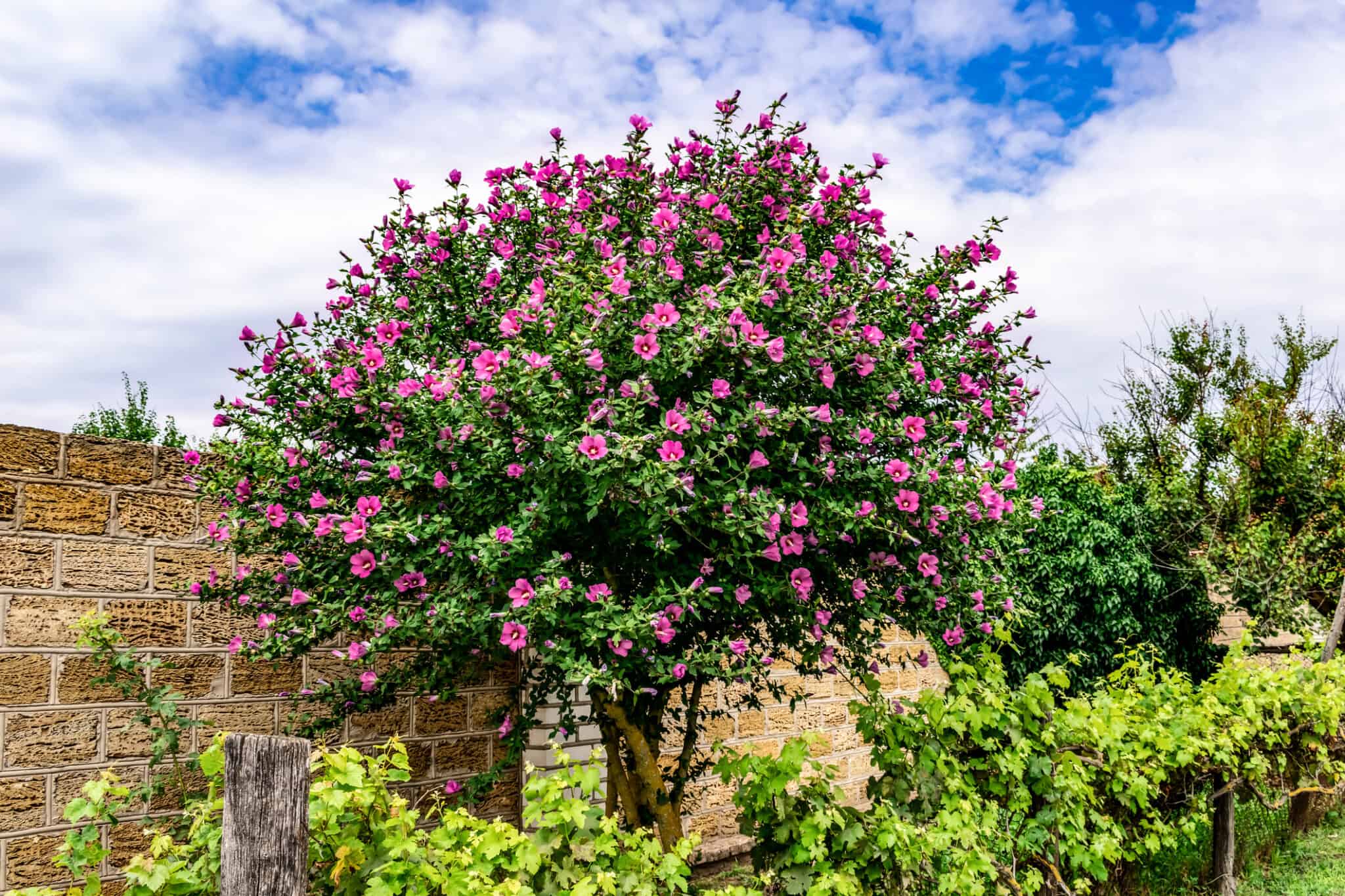 14 Beautiful Pink Flowering Trees in Florida - A-Z Animals