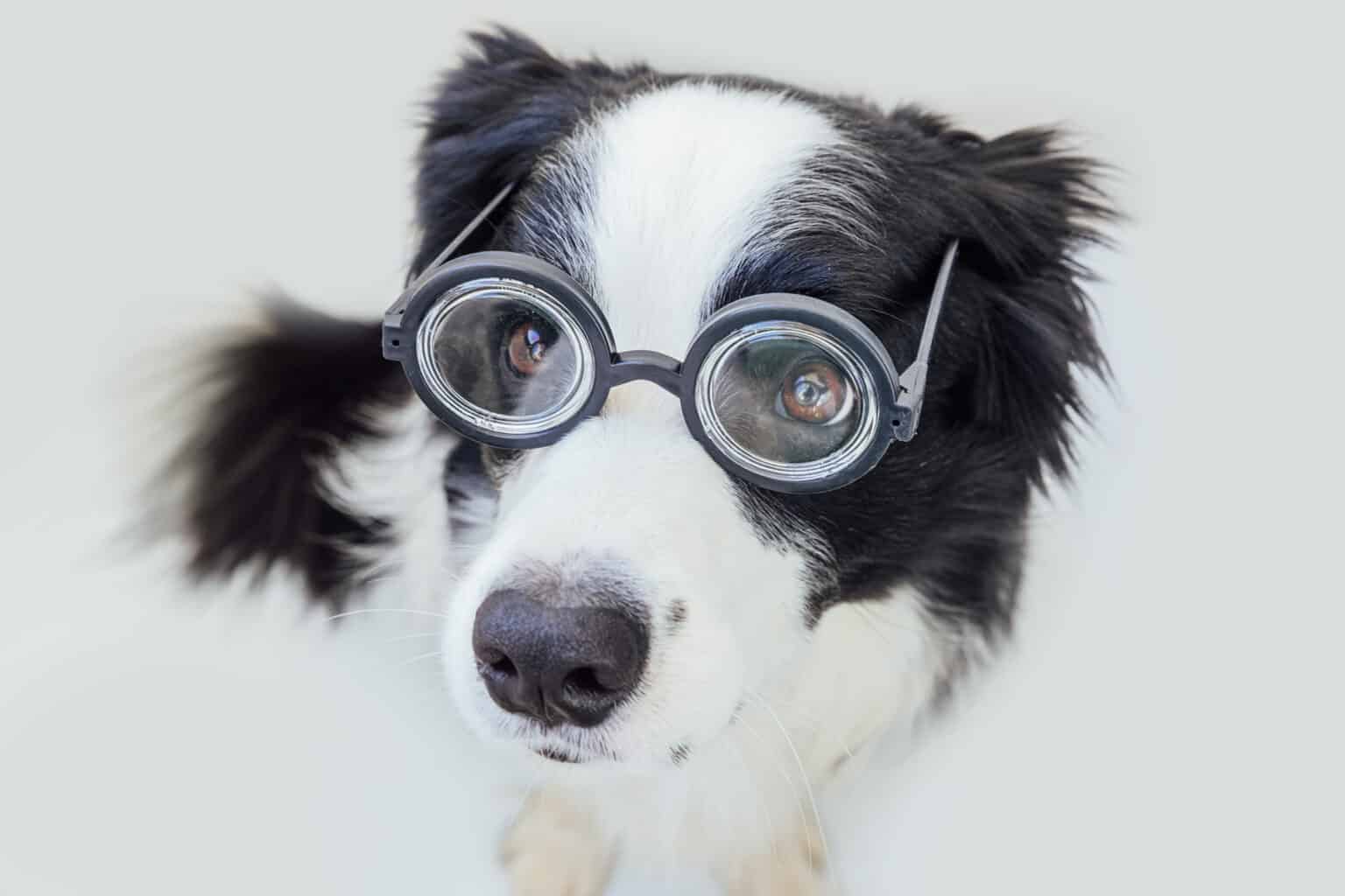 The 450+ Best and Most Clever Nerdy Dog Names - A-Z Animals