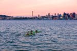 Discover the Top 4 Whales You'll Find in Puget Sound - A-Z Animals
