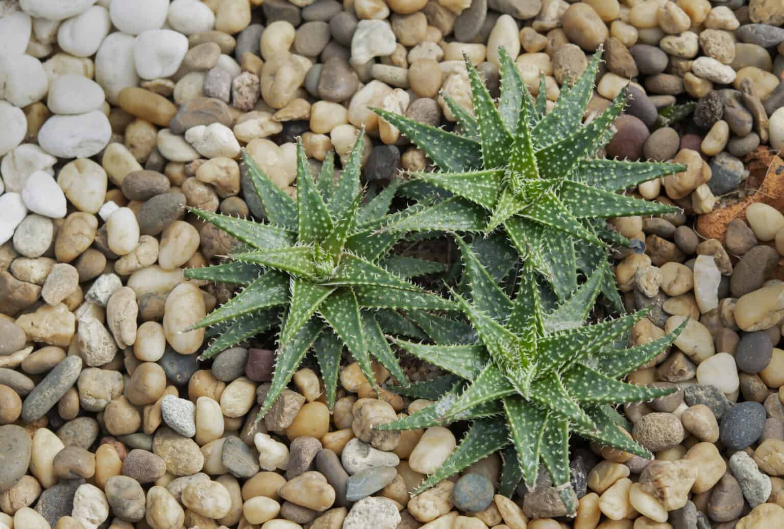 Types Of Small Succulents - A-Z Animals