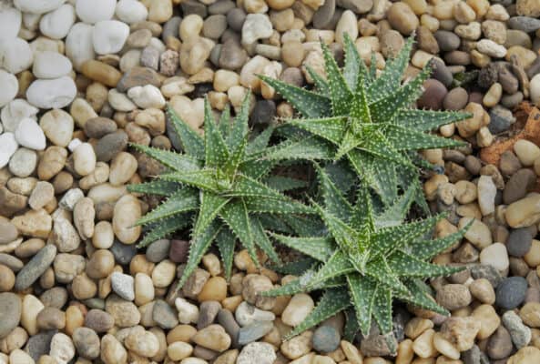 Types Of Small Succulents - A-Z Animals