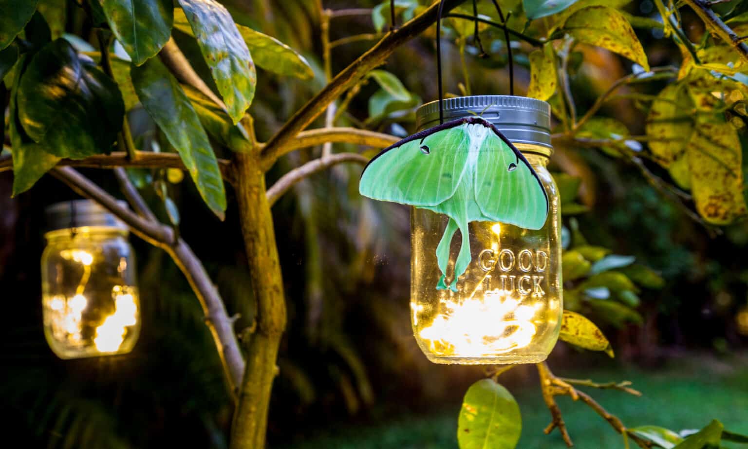 Why Seeing the Rare Luna Moth is a Sign of Good Luck - A-Z Animals