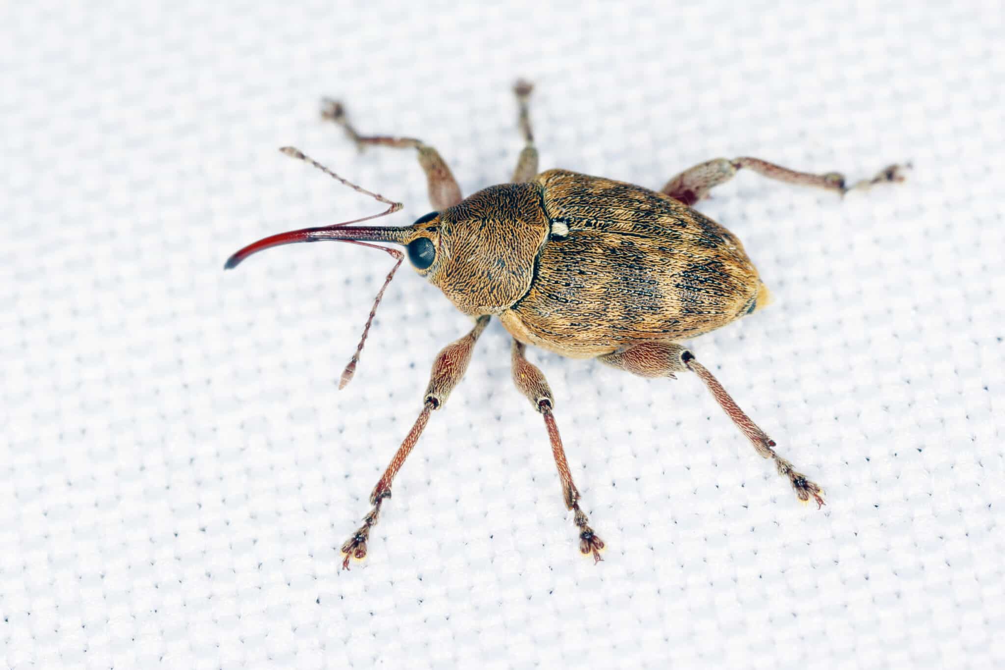 Nut Weevil Animal Pictures | A-Z Animals