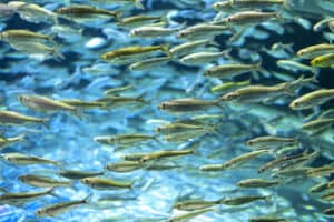 What Do Striped Bass Eat? - A-Z Animals