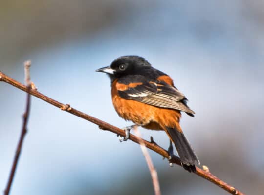 Orchard Oriole Animal Facts - Icterus spurius - A-Z Animals